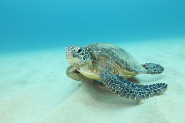 Student Visa Requirements for Visa Application to Study Abroad